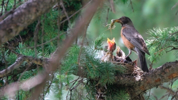 Where Do Animals Live? | BioEd Online