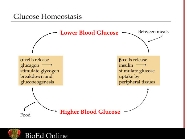 Overview of the Respiratory System | BioEd Online